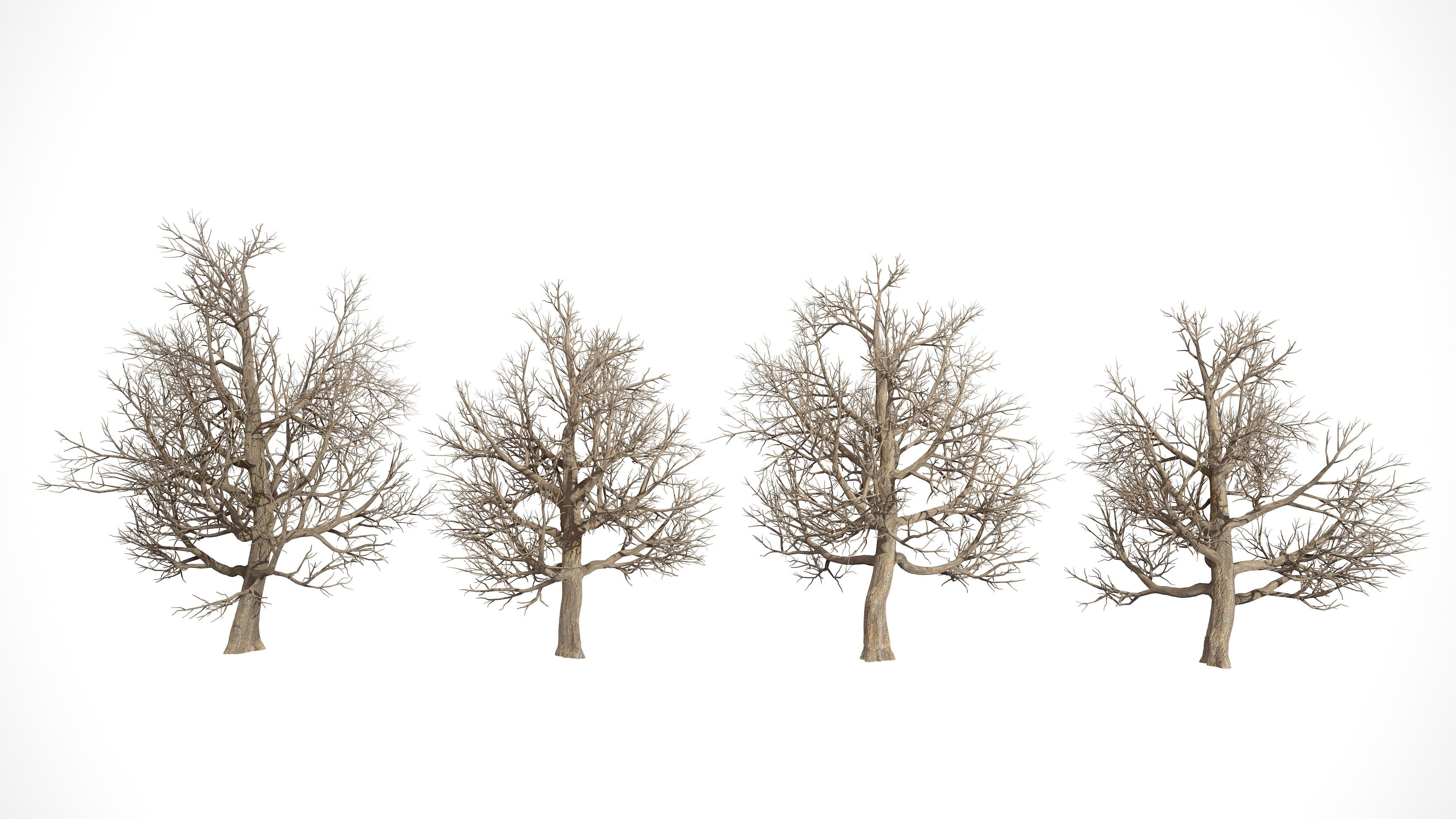 Tree Without Leaves Dry Trunk 4 Model Pack 3D model | CGTrader