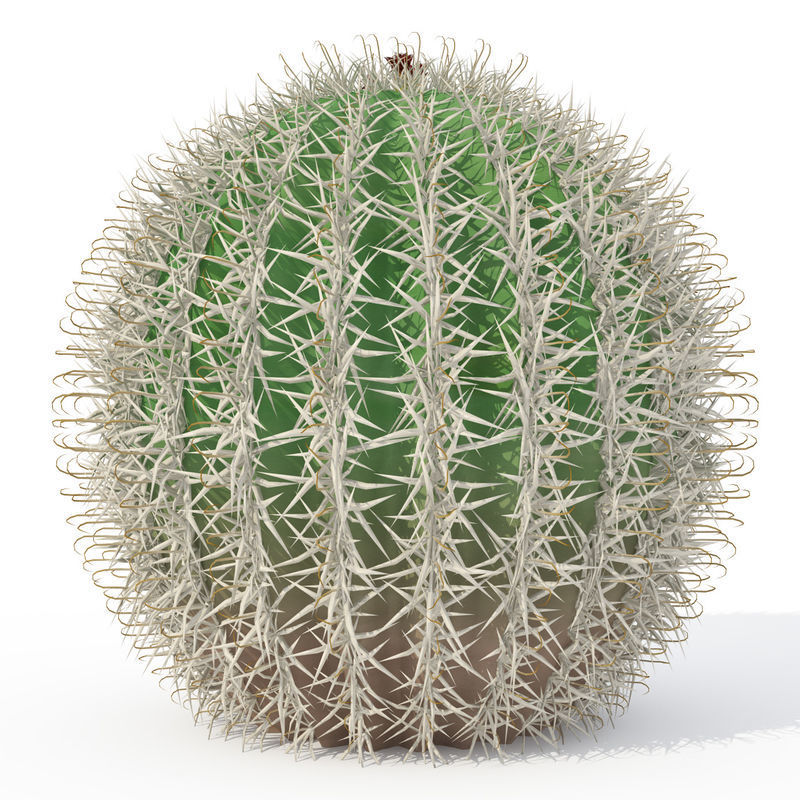 2020 XfrogPlants USA Southwest Library 3D model | CGTrader