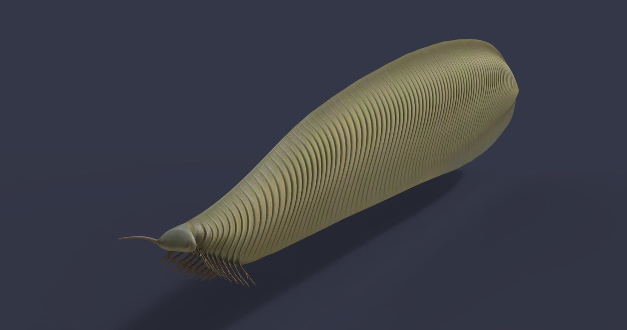 Pikaia 3D model | CGTrader