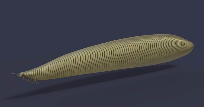 Pikaia 3D model | CGTrader