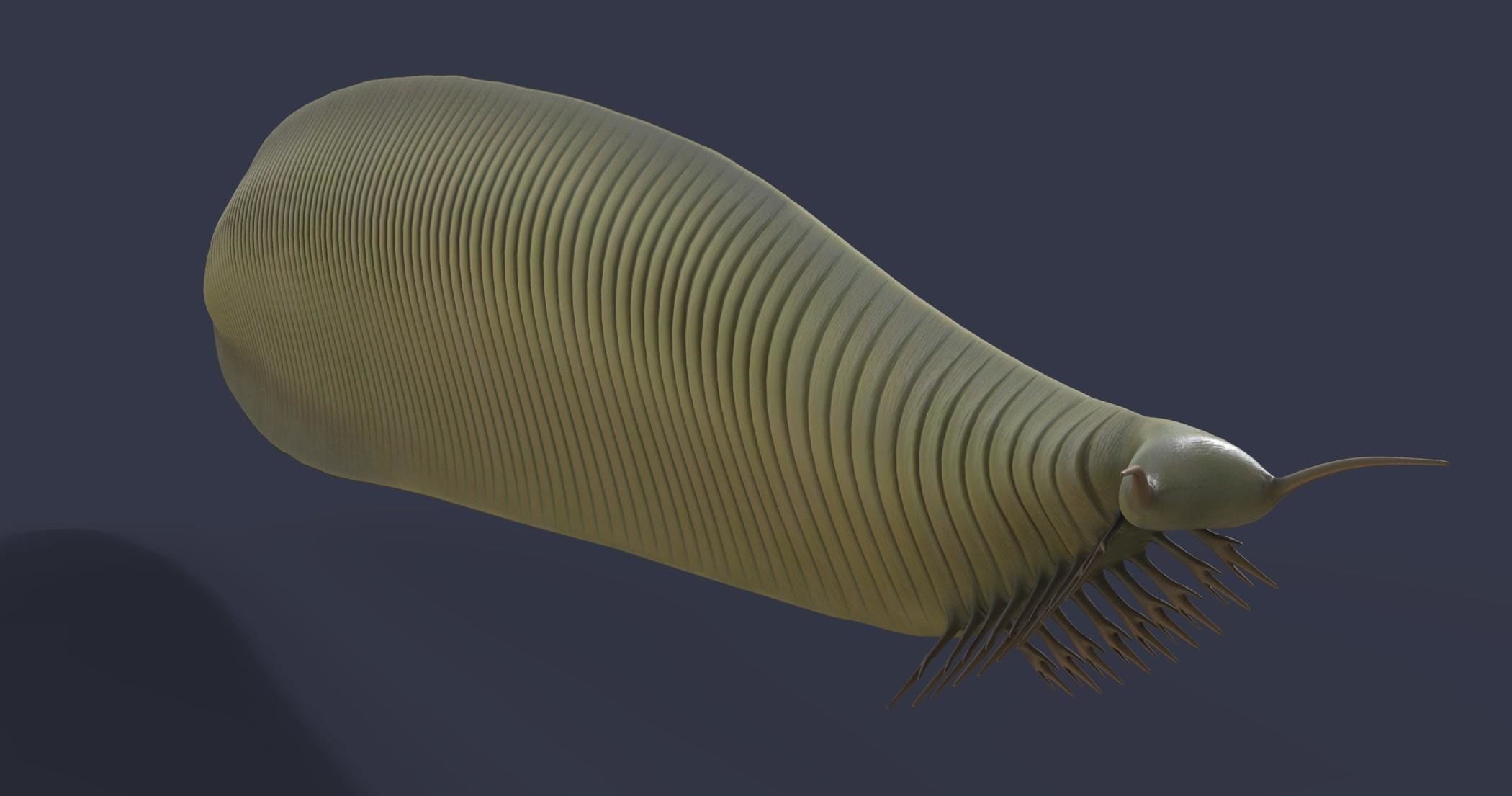 Pikaia 3D model | CGTrader