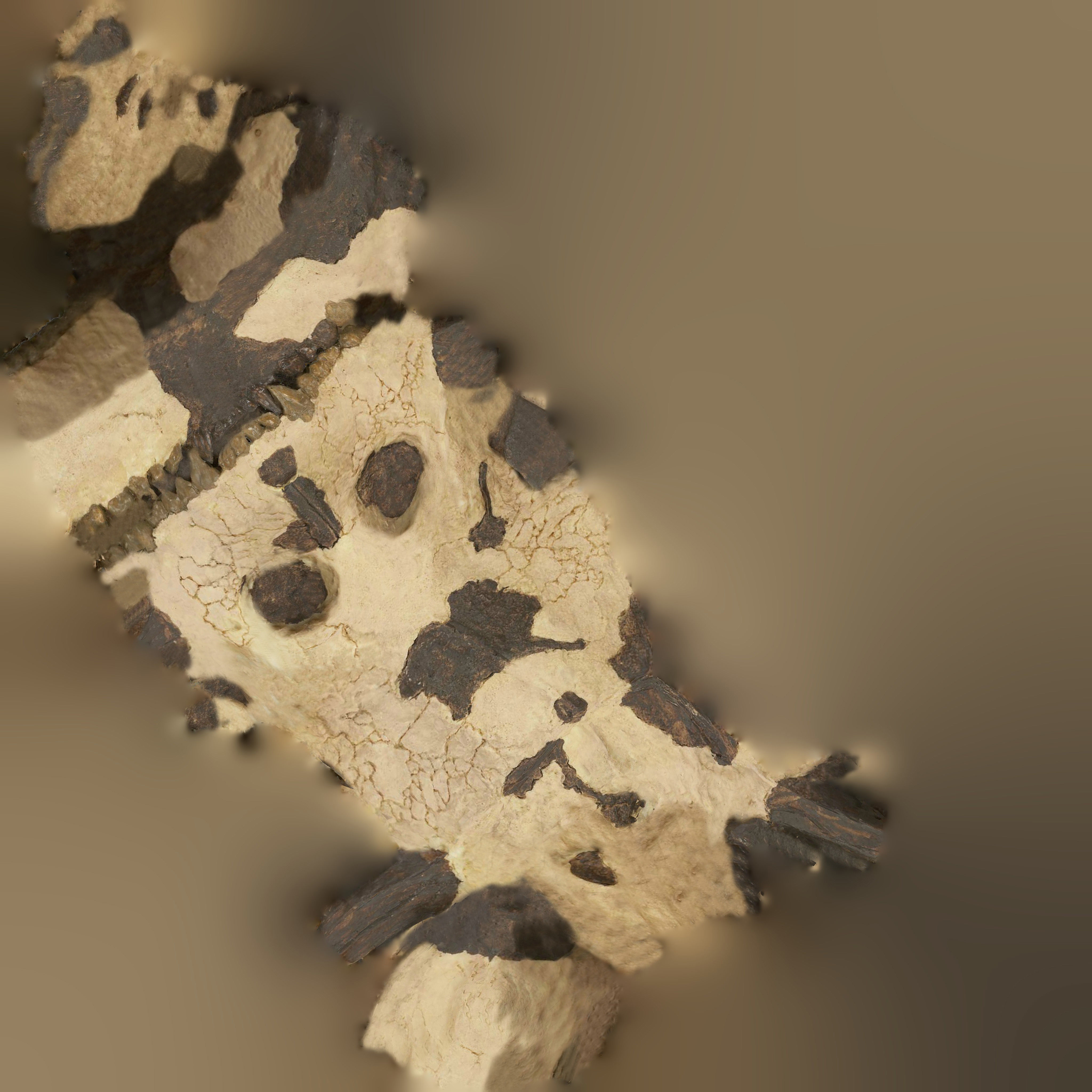 Skull Aegyptopithecus Zeuxis Low Poly with textures 4k free VR / AR ...