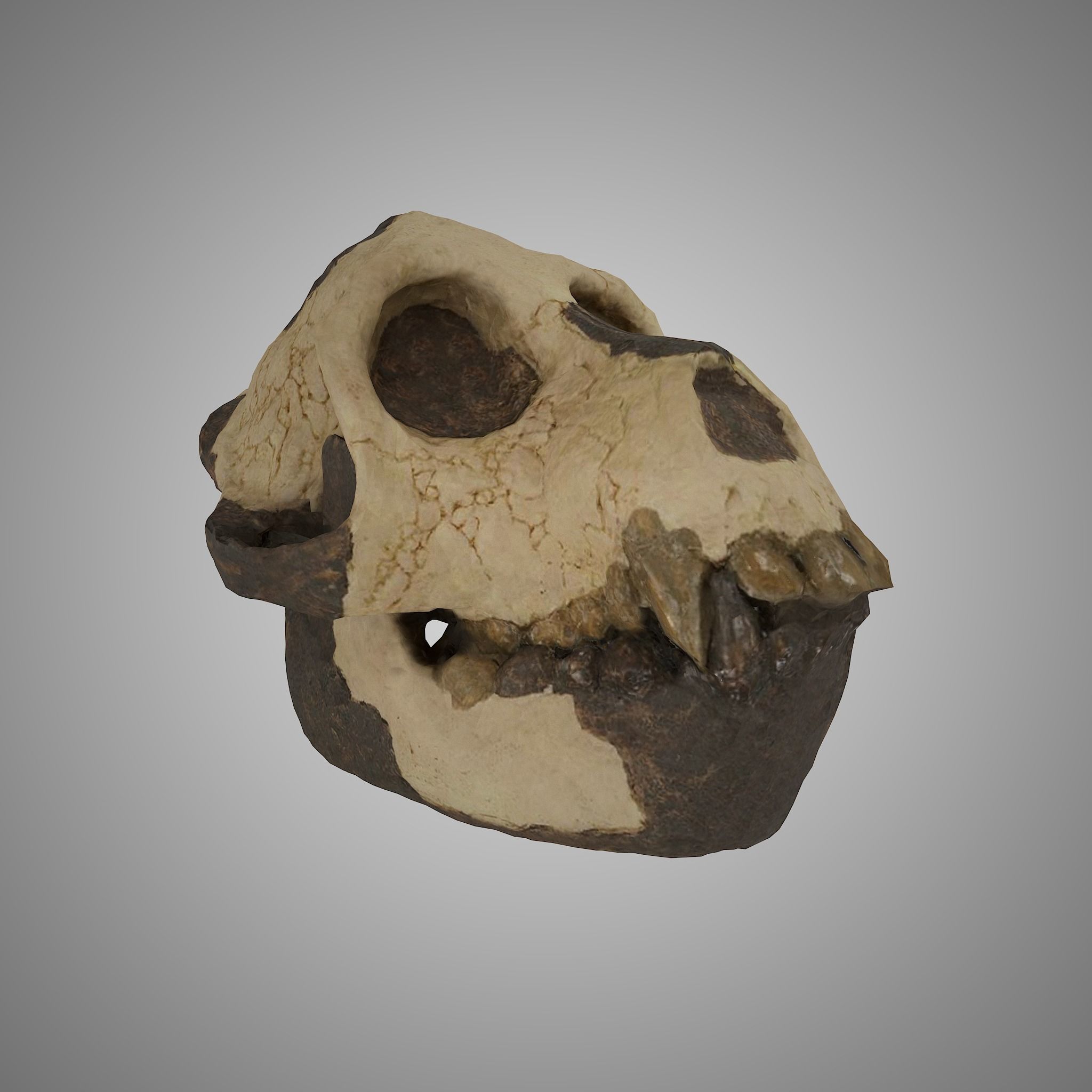 Skull Aegyptopithecus Zeuxis Low Poly with textures 4k free VR / AR ...