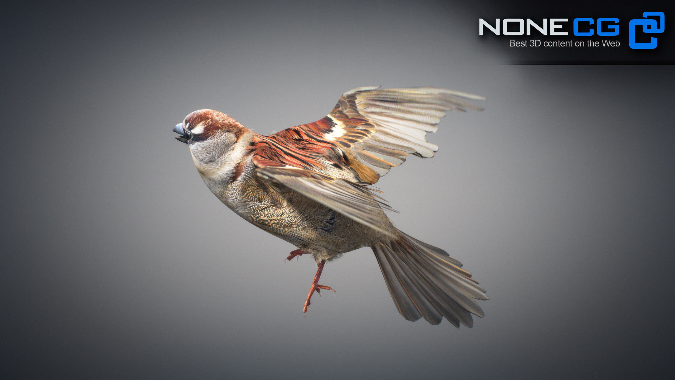 Animated Sparrow 3D model animated rigged | CGTrader