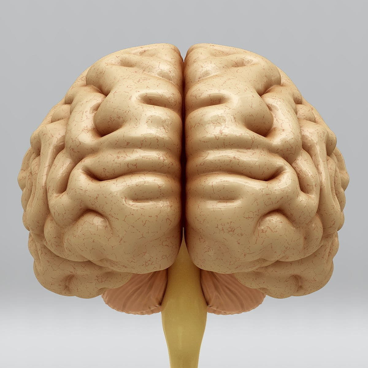 Human Brain and Skull - Anatomy 3D model | CGTrader