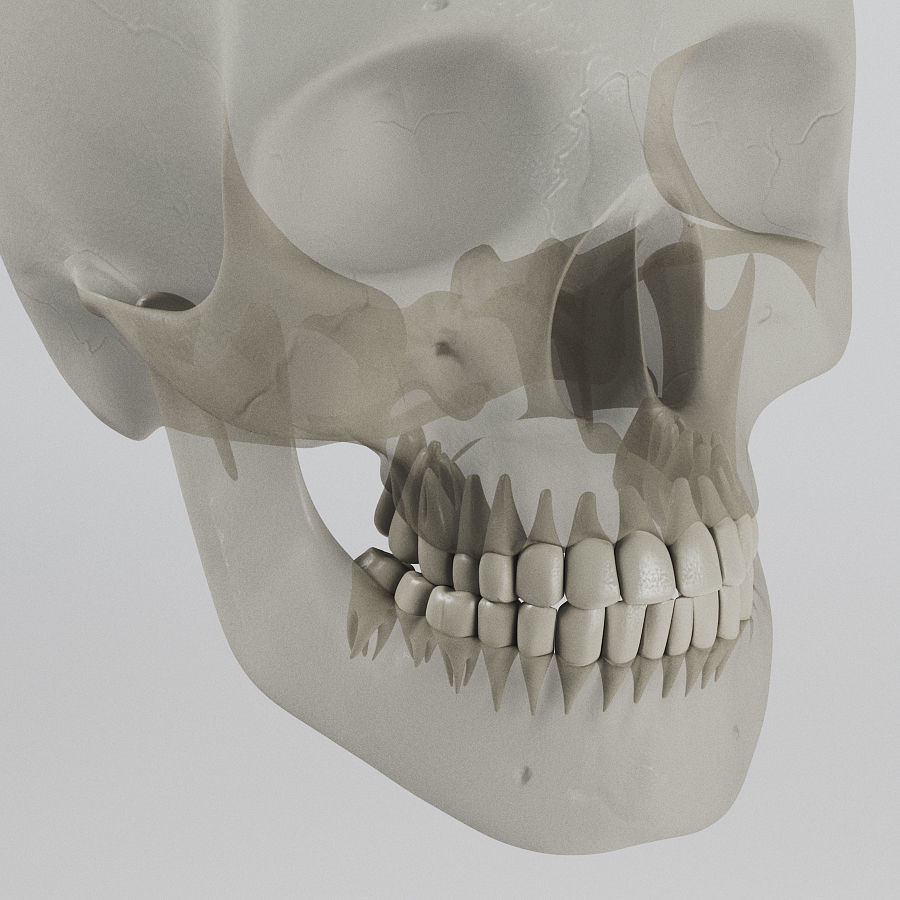 Human Skull - Anatomy 3D model | CGTrader