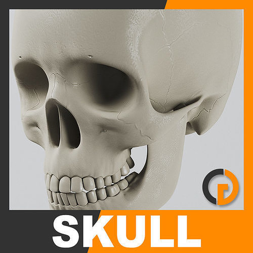 Human Skull - Anatomy 3D model | CGTrader