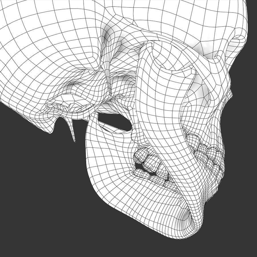 Human Skull - Anatomy 3D model | CGTrader