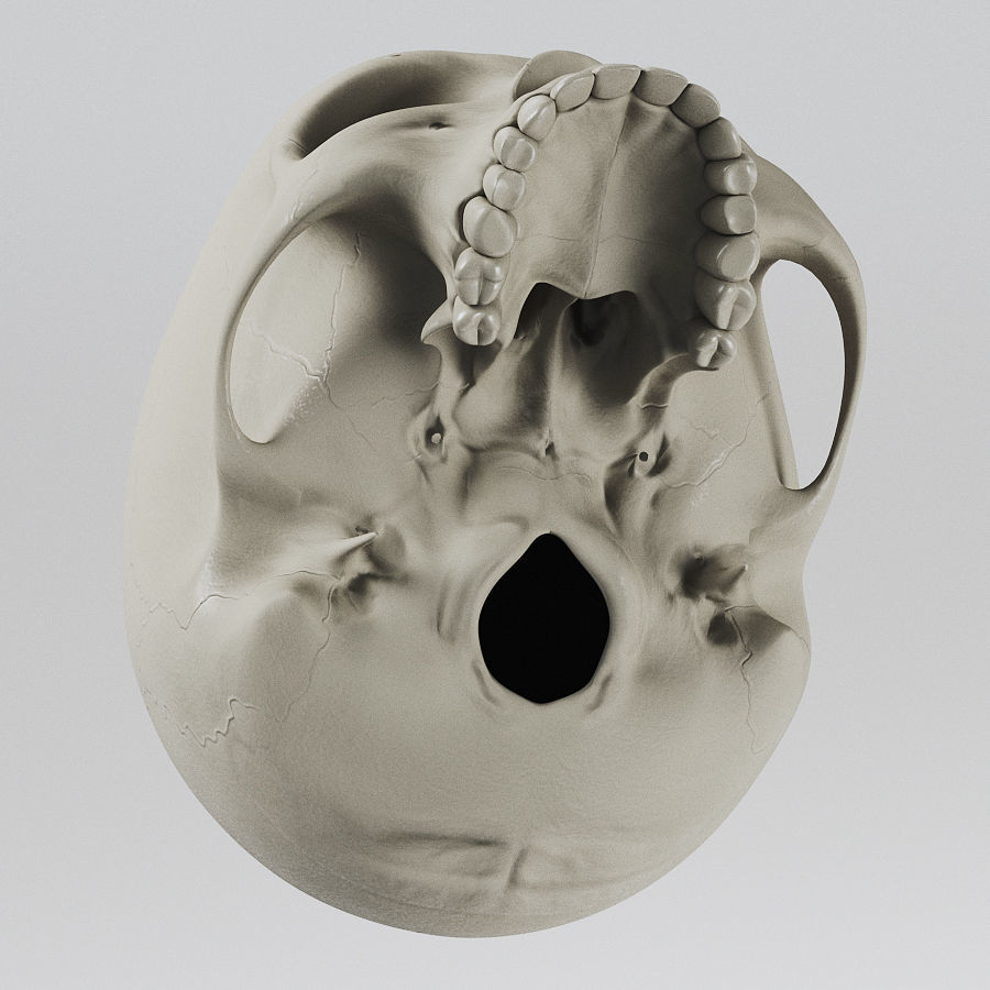 Human Skull - Anatomy 3D model | CGTrader