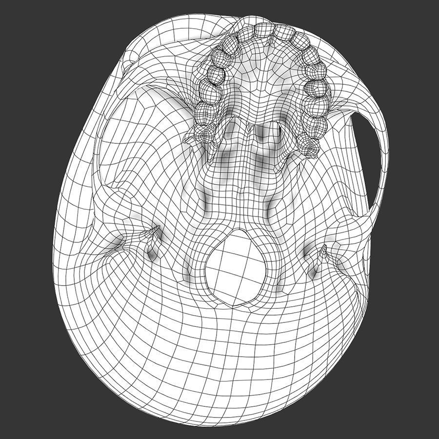 Human Skull - Anatomy 3D model | CGTrader