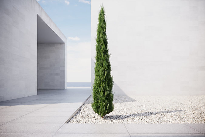 Conifer tree 3D model | CGTrader