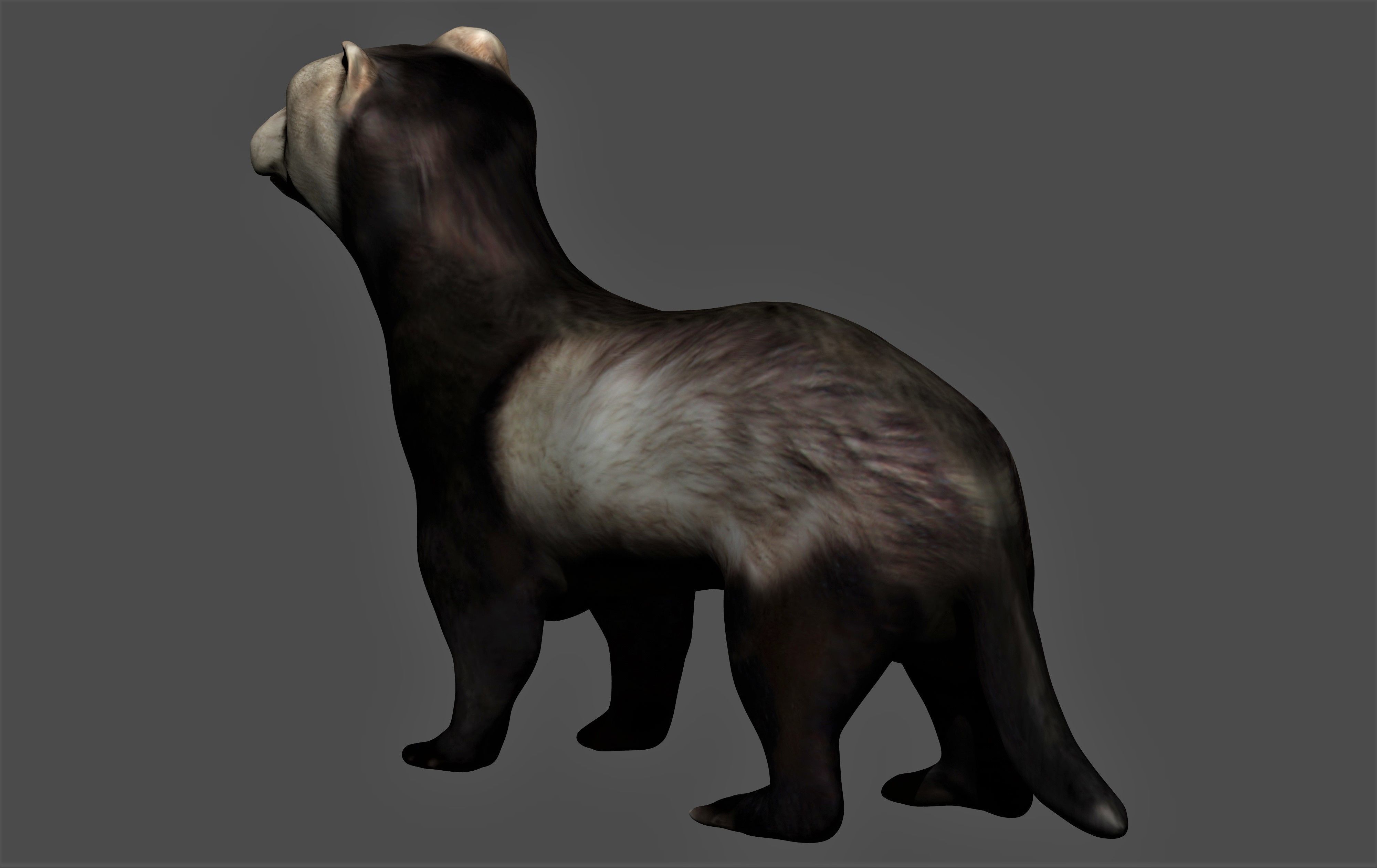 3D model Ferret Mongoose VR / AR / low-poly rigged | CGTrader