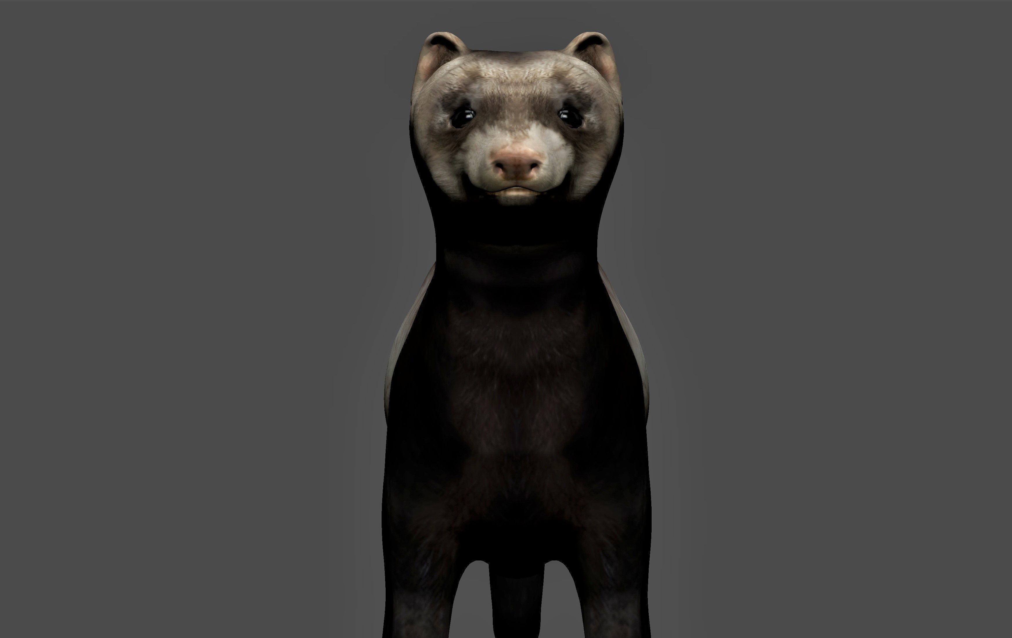 3D model Ferret Mongoose VR / AR / low-poly | CGTrader