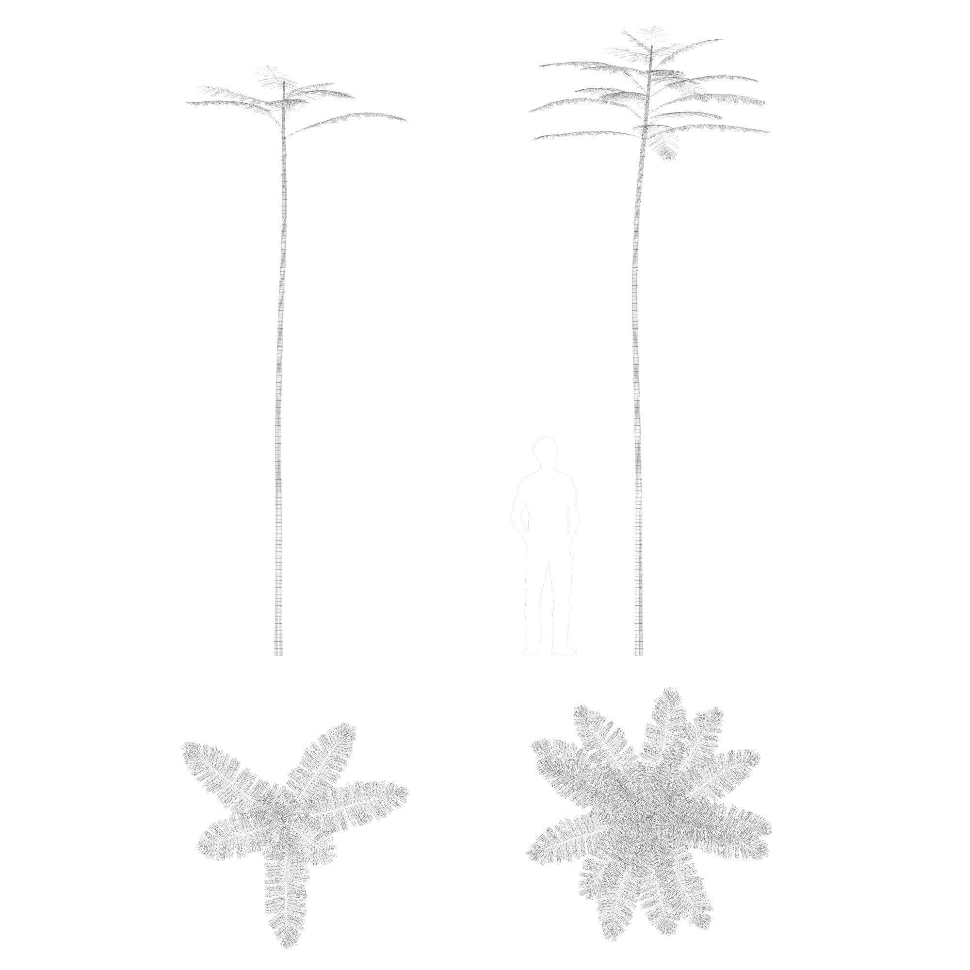 Schizolobium Parahyba GROWFX PAKIS BRAZIL-SOLOBIUM-MAX SKP BLEND 3D ...