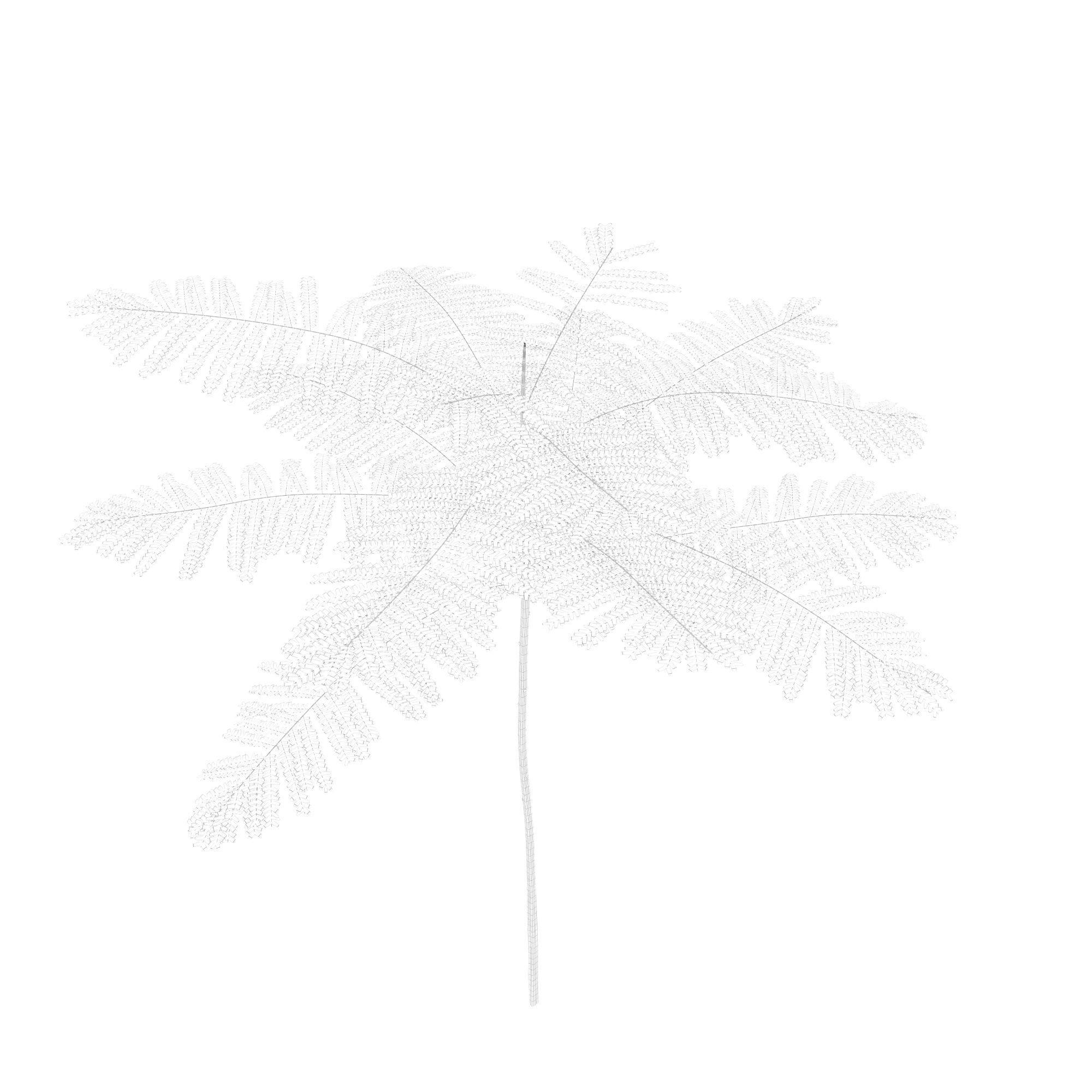 Schizolobium Parahyba GROWFX PAKIS BRAZIL-SOLOBIUM-MAX SKP BLEND 3D ...