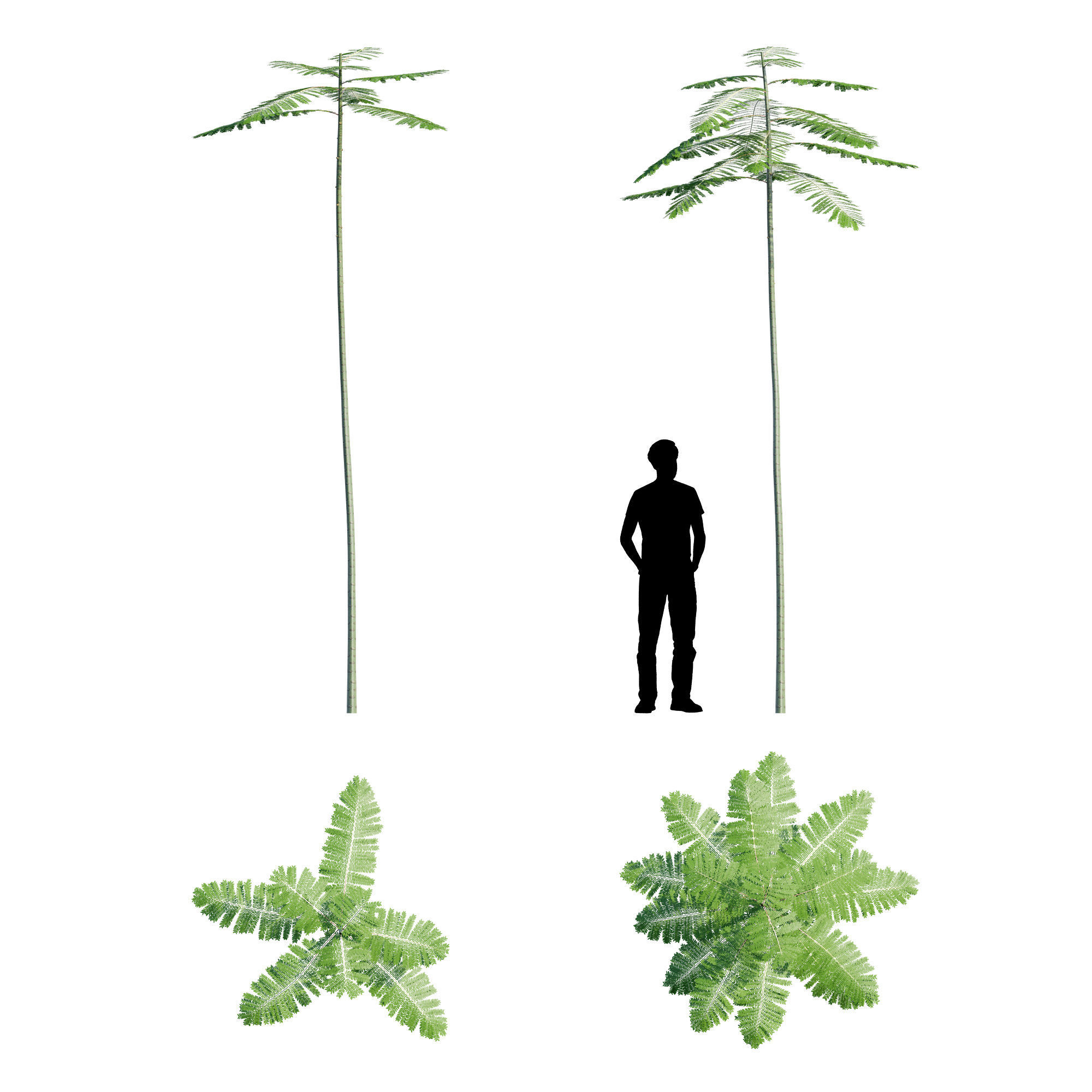 Schizolobium Parahyba GROWFX PAKIS BRAZIL-SOLOBIUM-MAX SKP BLEND 3D ...