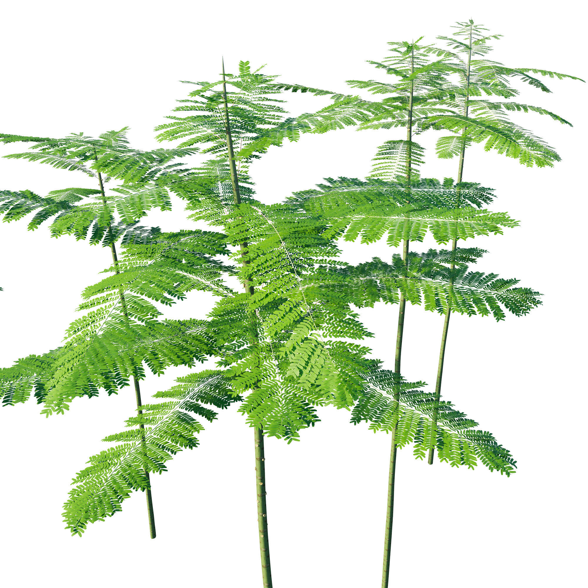 Schizolobium Parahyba GROWFX PAKIS BRAZIL-SOLOBIUM-MAX SKP BLEND 3D ...