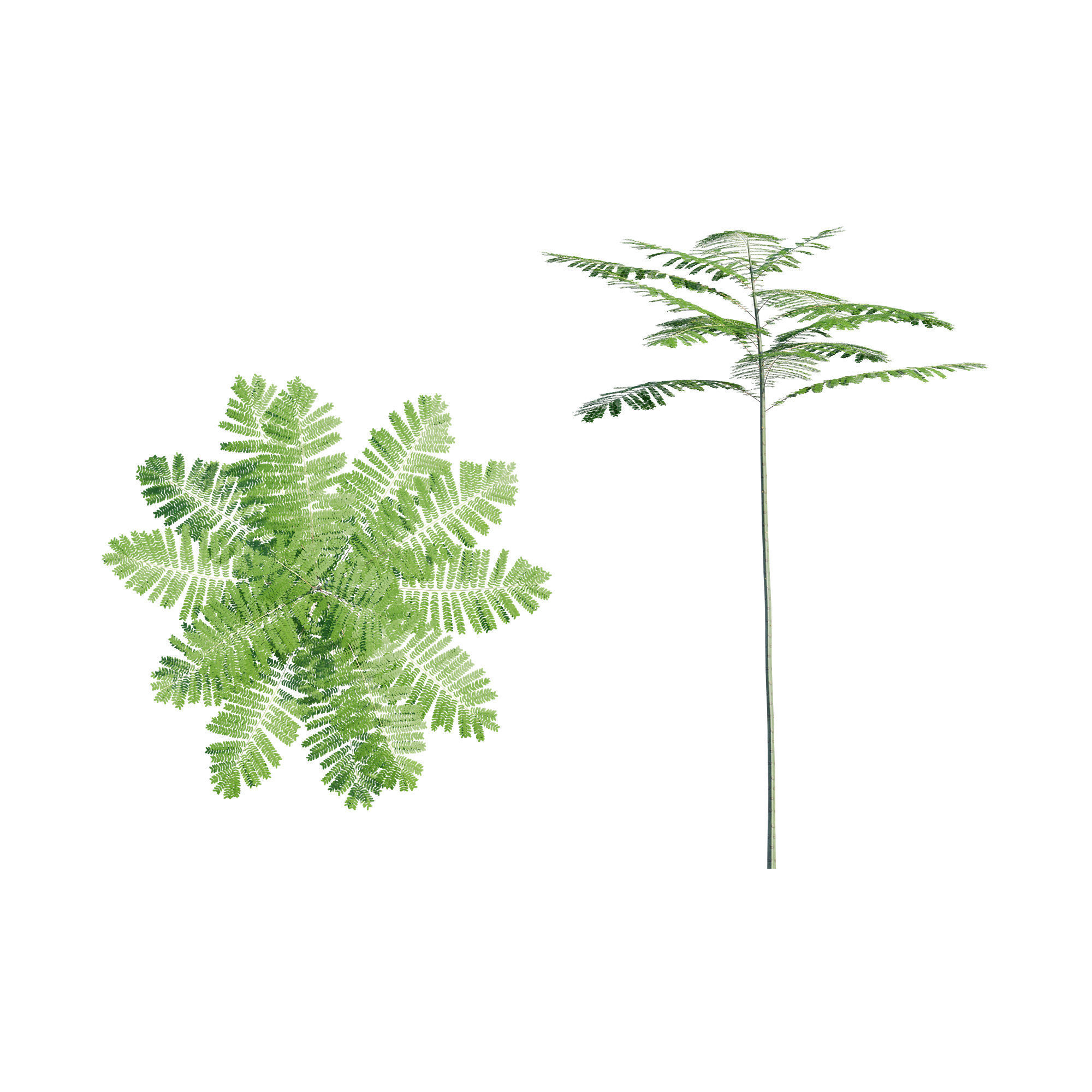 Schizolobium Parahyba GROWFX PAKIS BRAZIL-SOLOBIUM-MAX SKP BLEND 3D ...