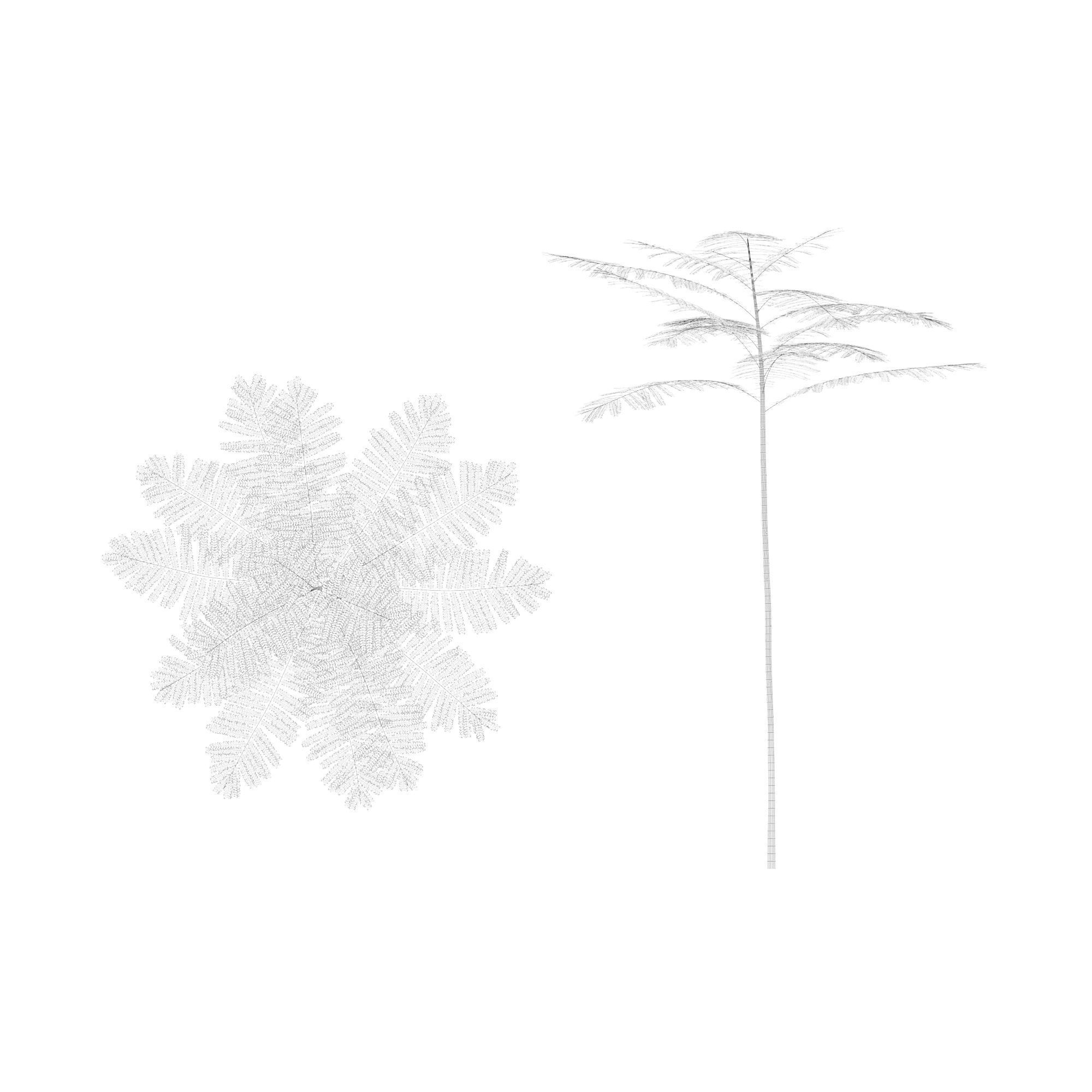 Schizolobium Parahyba GROWFX PAKIS BRAZIL-SOLOBIUM-MAX SKP BLEND 3D ...