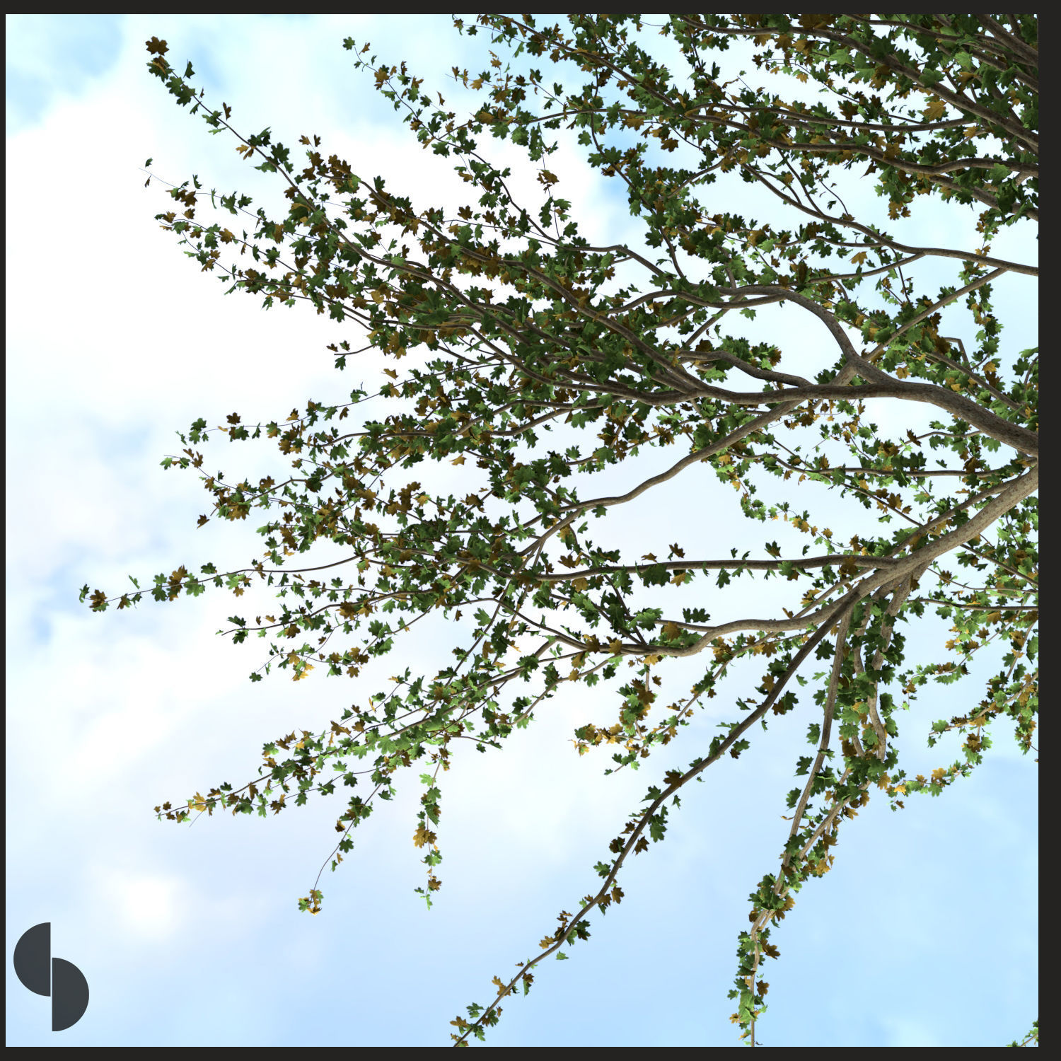 Plane Tree free 3D model | CGTrader