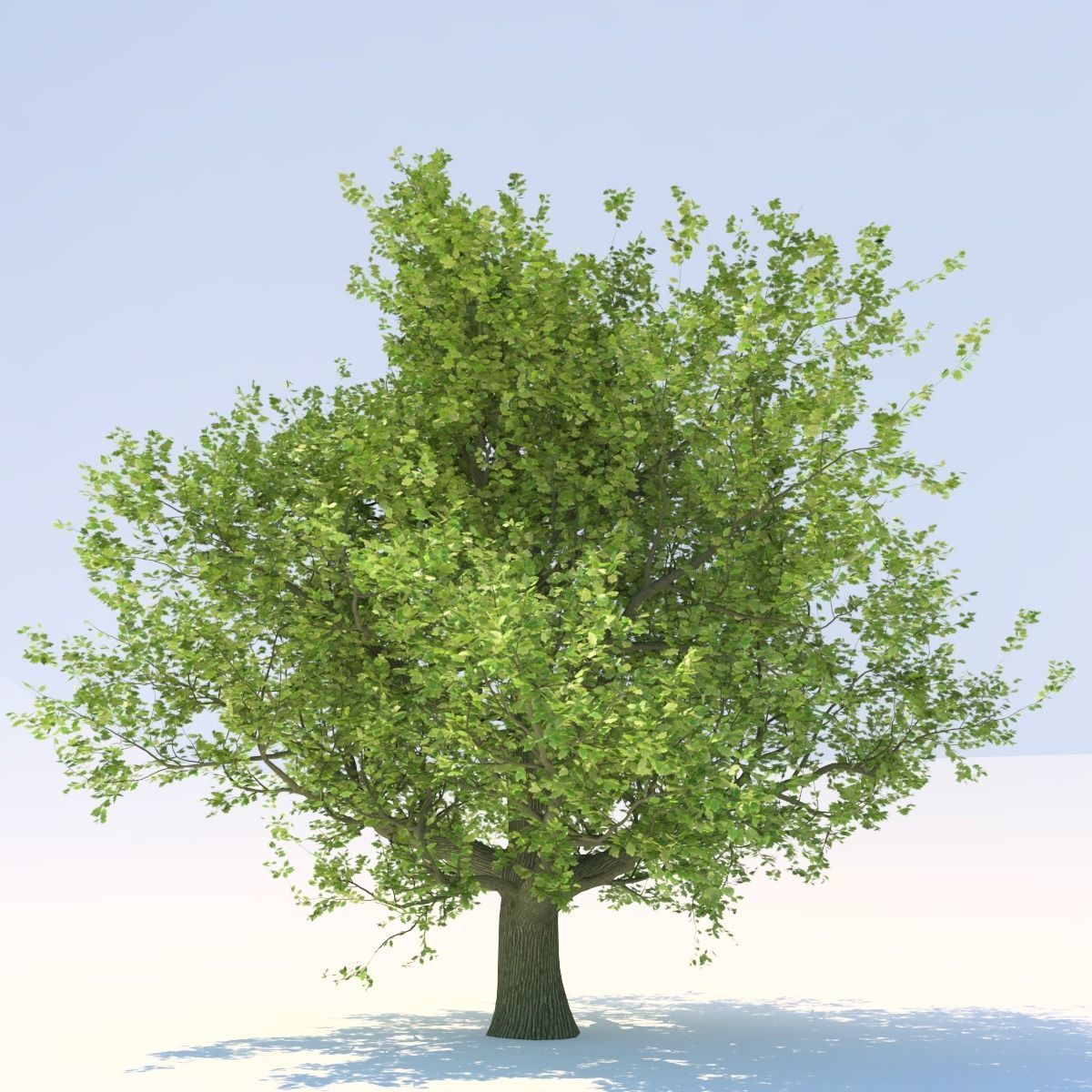 Oak tree free 3D model | CGTrader