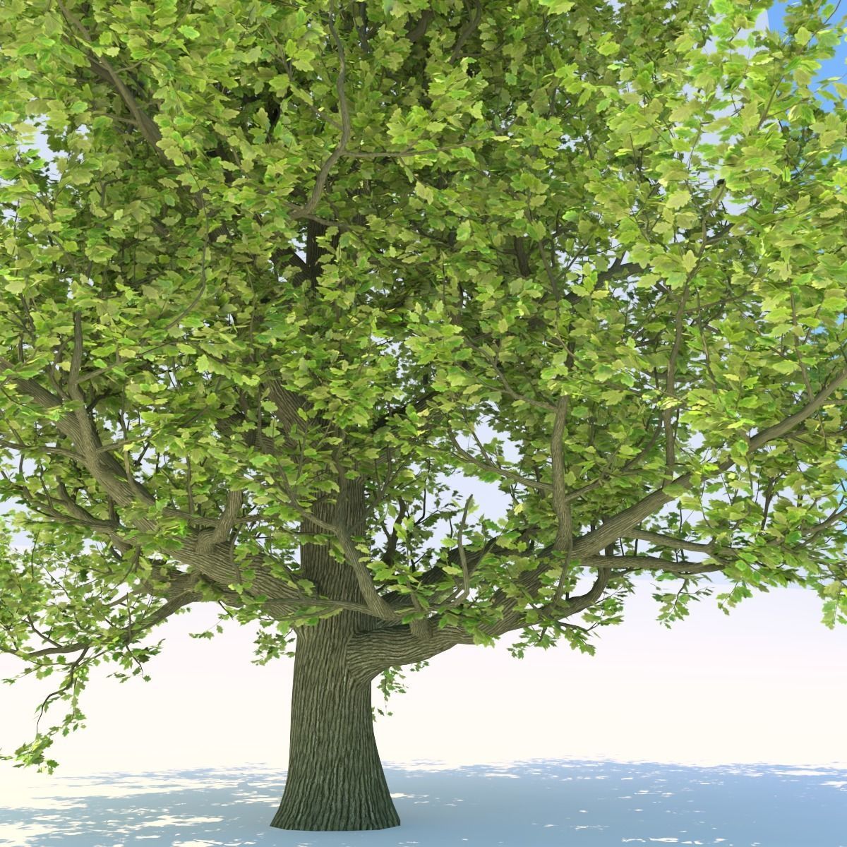 Oak tree free 3D model | CGTrader