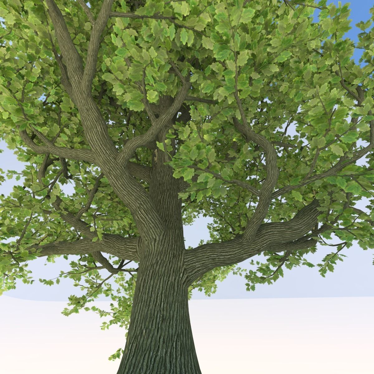 Oak tree free 3D model | CGTrader