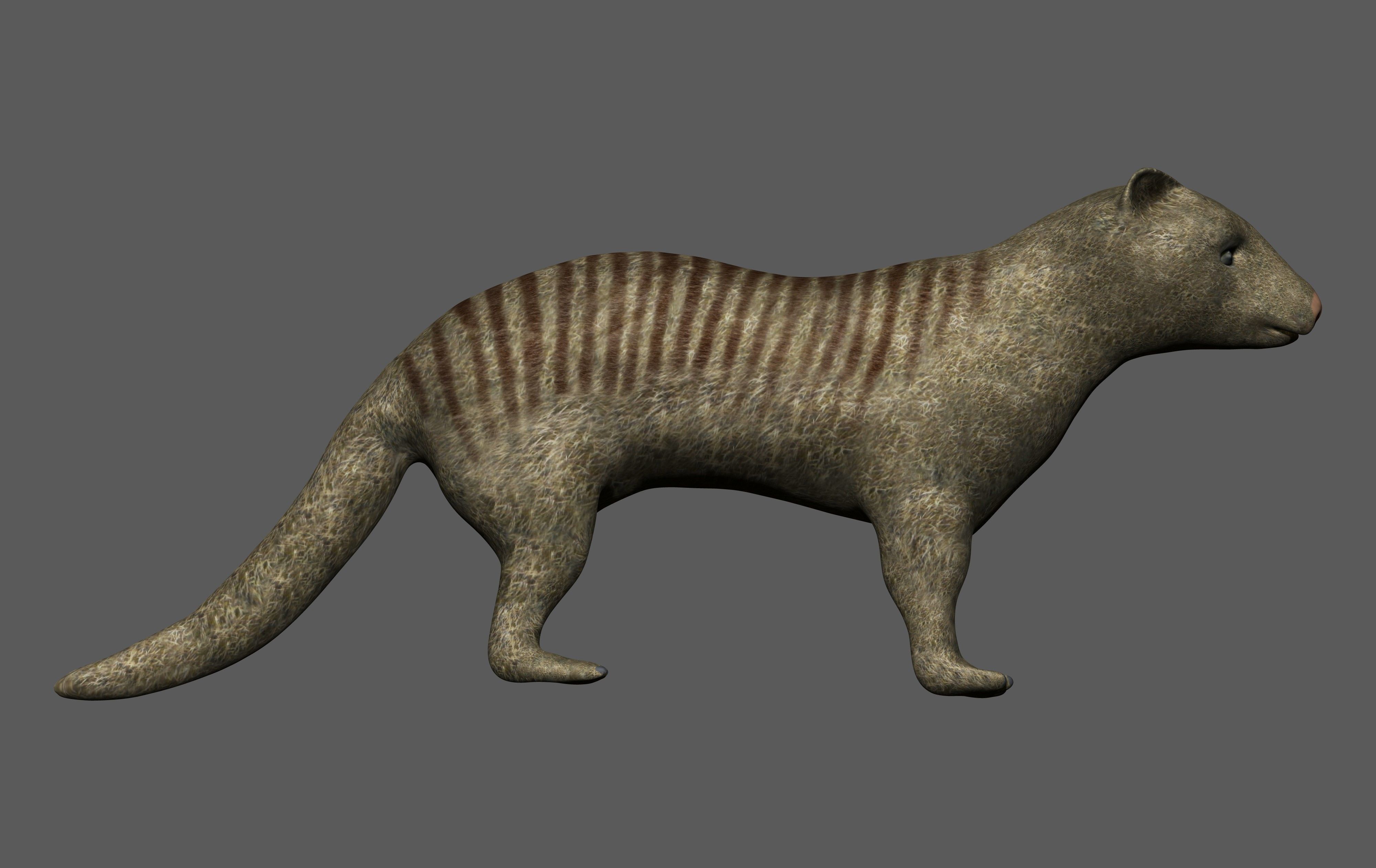 3D model Mongoose VR / AR / low-poly rigged | CGTrader