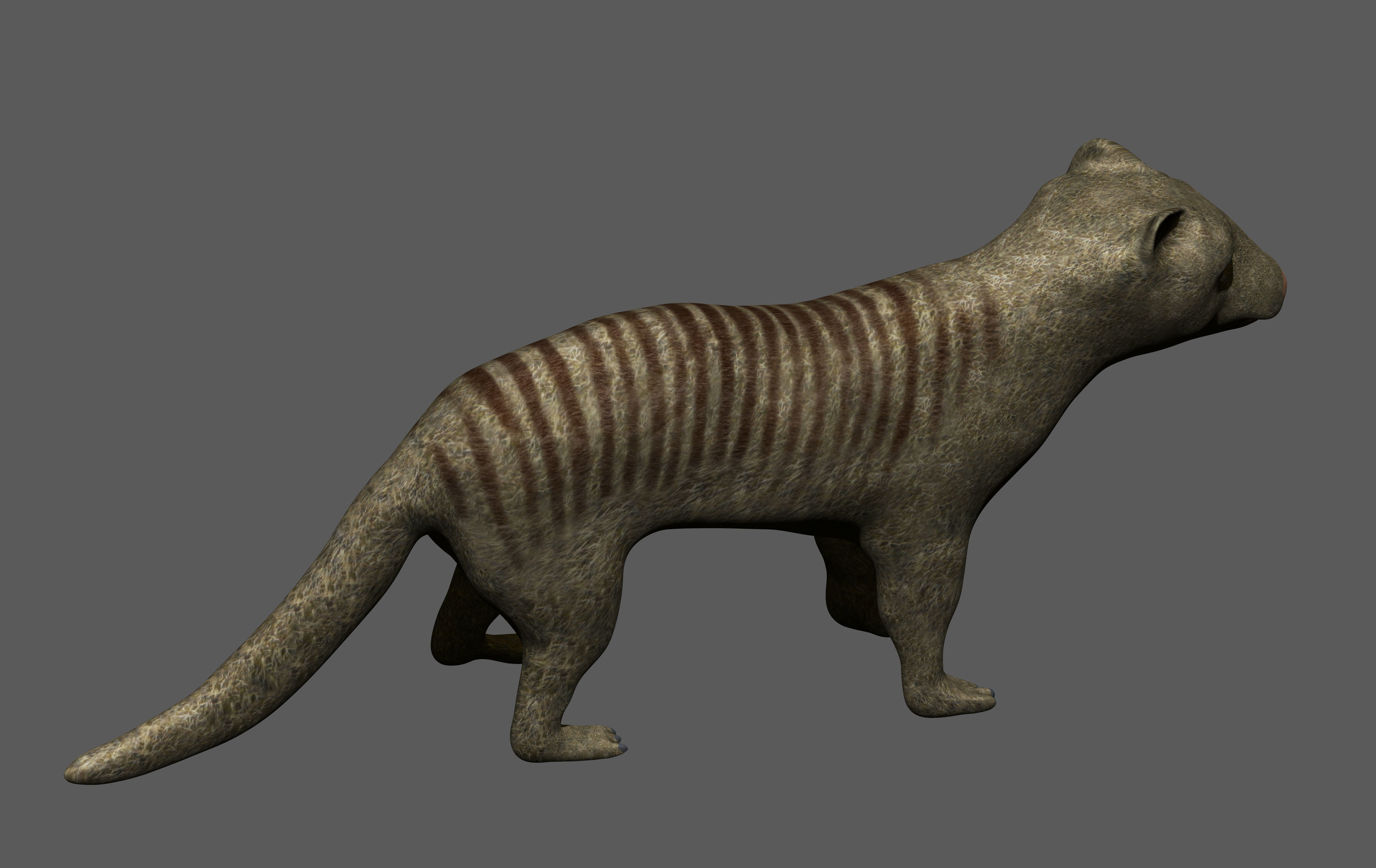 3D model Mongoose kangaroo VR / AR / low-poly rigged | CGTrader