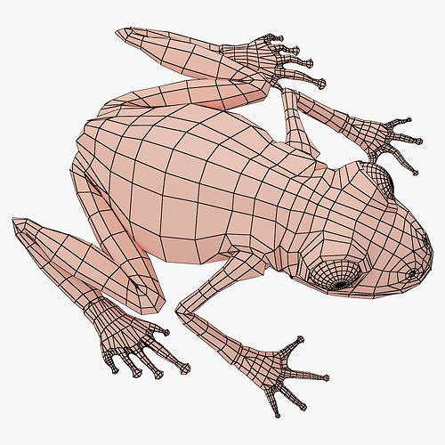 3D model frog base mesh VR / AR / low-poly | CGTrader