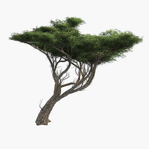 3D model Acacia Tree VR / AR / low-poly | CGTrader
