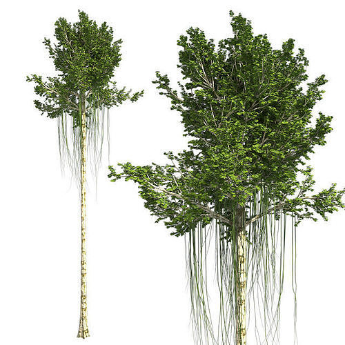 3D model Agar wood Tree VR / AR / low-poly | CGTrader