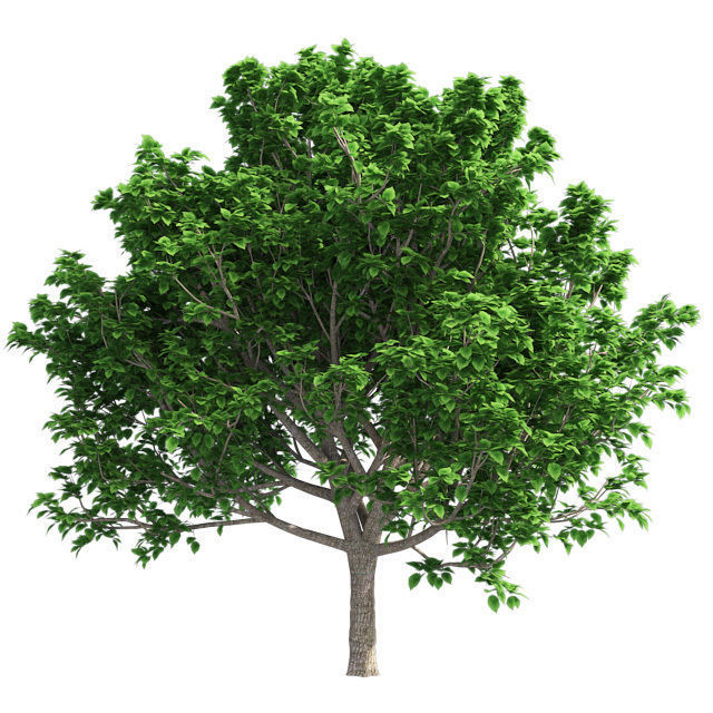 3D model Brad Ford Pear Tree VR / AR / low-poly | CGTrader