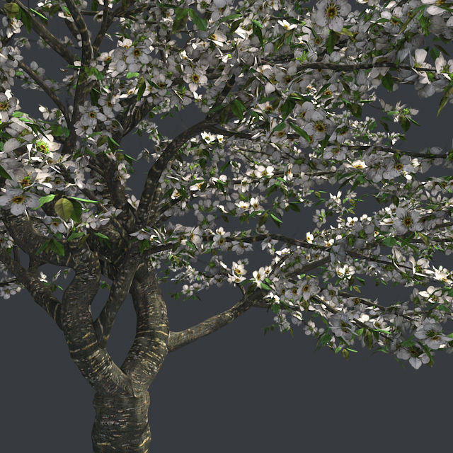 3D model Cherry Blossom Tree VR / AR / low-poly | CGTrader