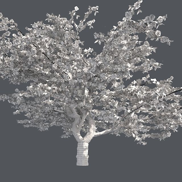 3D model Cherry Blossom Tree VR / AR / low-poly | CGTrader