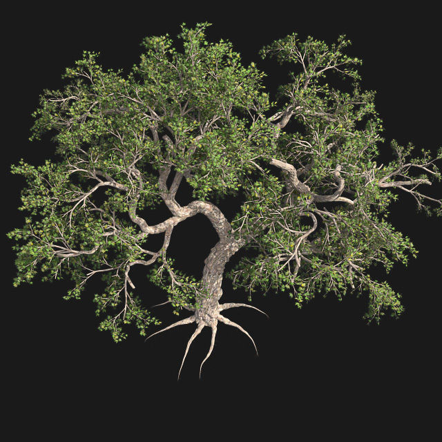 3D model Japanese Maple Tree VR / AR / low-poly | CGTrader