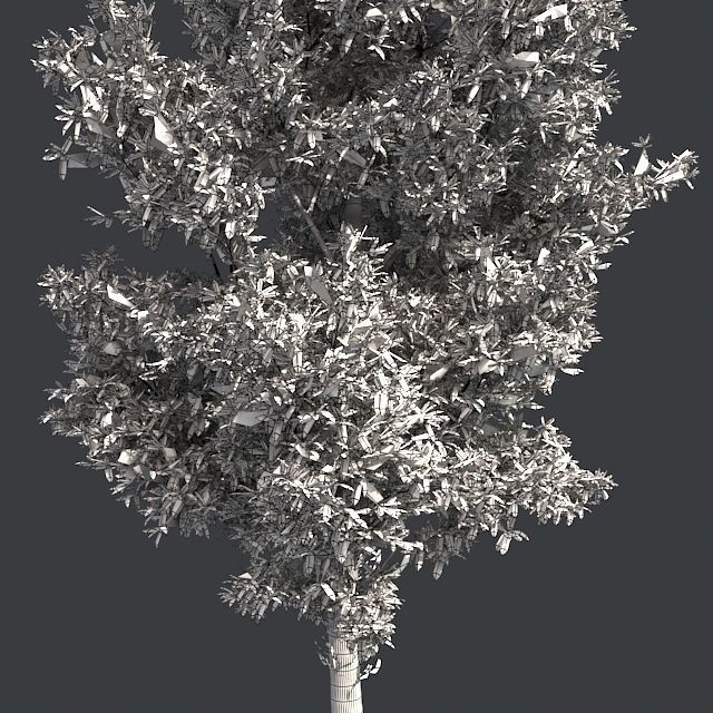3D model Rainbow Gum Tree VR / AR / low-poly | CGTrader