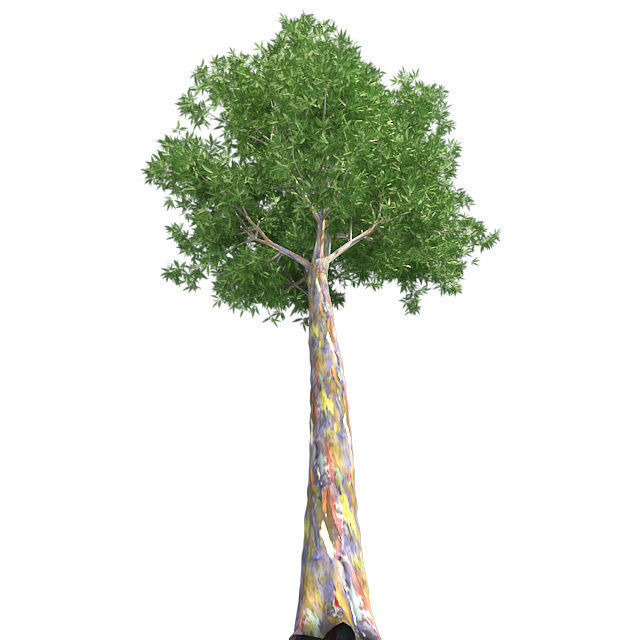 3D model Rainbow Gum Tree VR / AR / low-poly | CGTrader