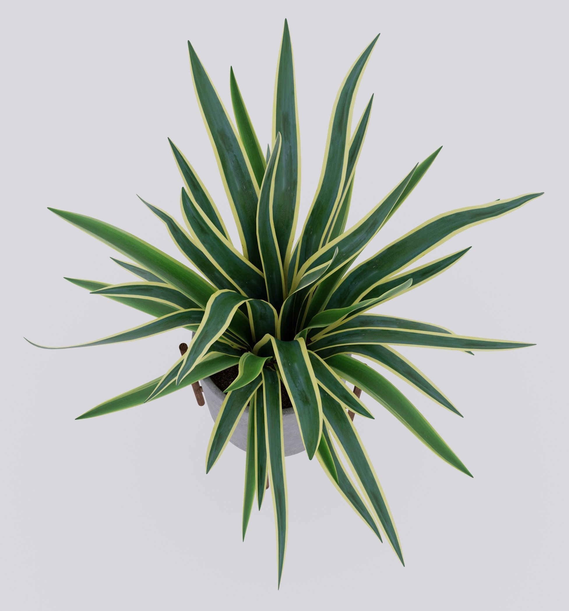 Yucca home plant 3D model | CGTrader