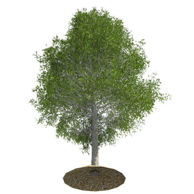 3D model Shingle Oak Tree VR / AR / low-poly | CGTrader