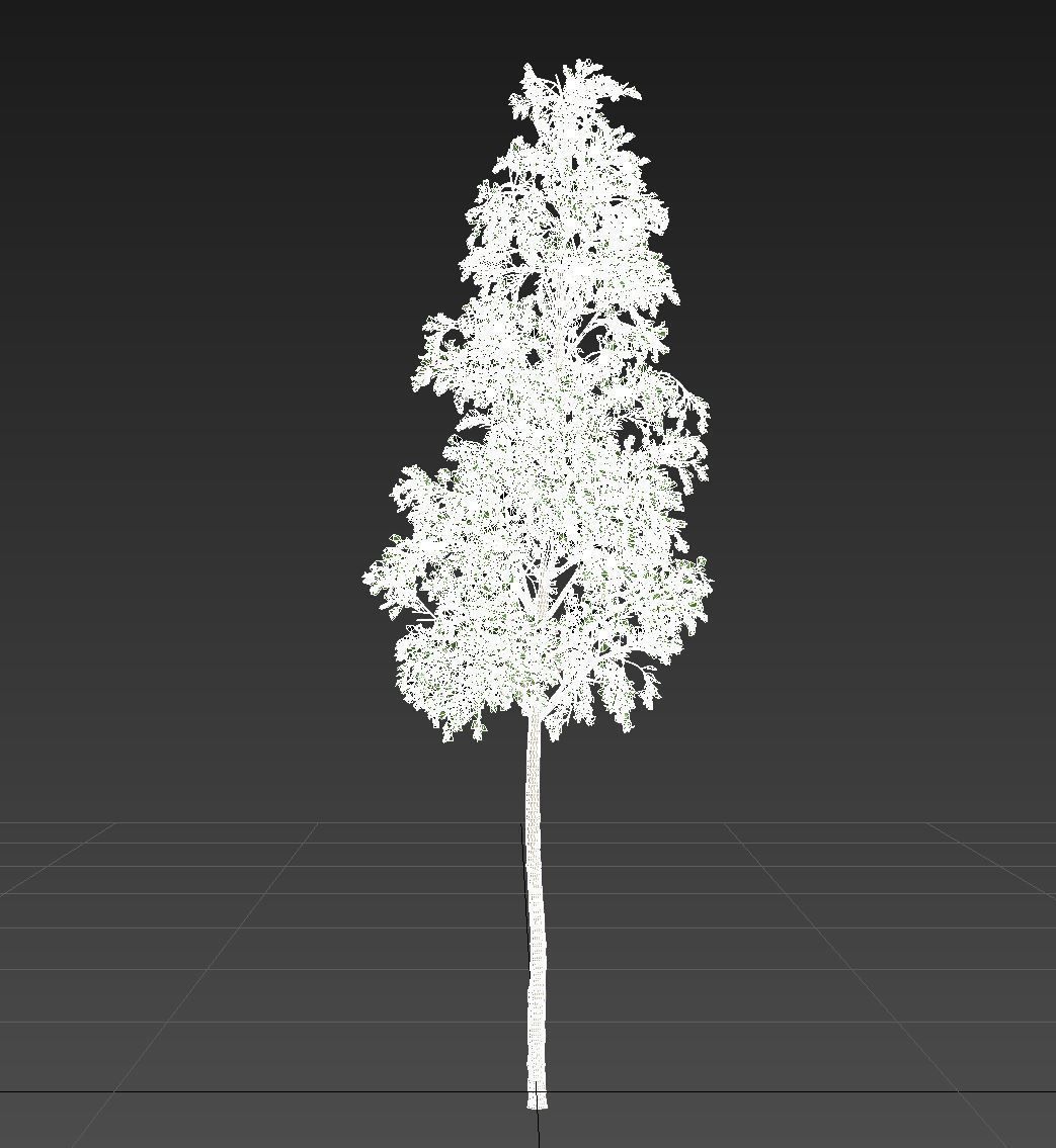 European Aspen tree 3D model | CGTrader