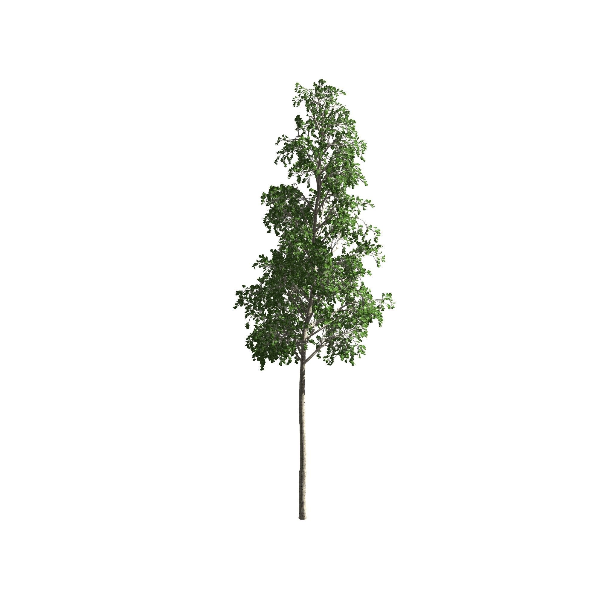 European Aspen tree 3D model | CGTrader