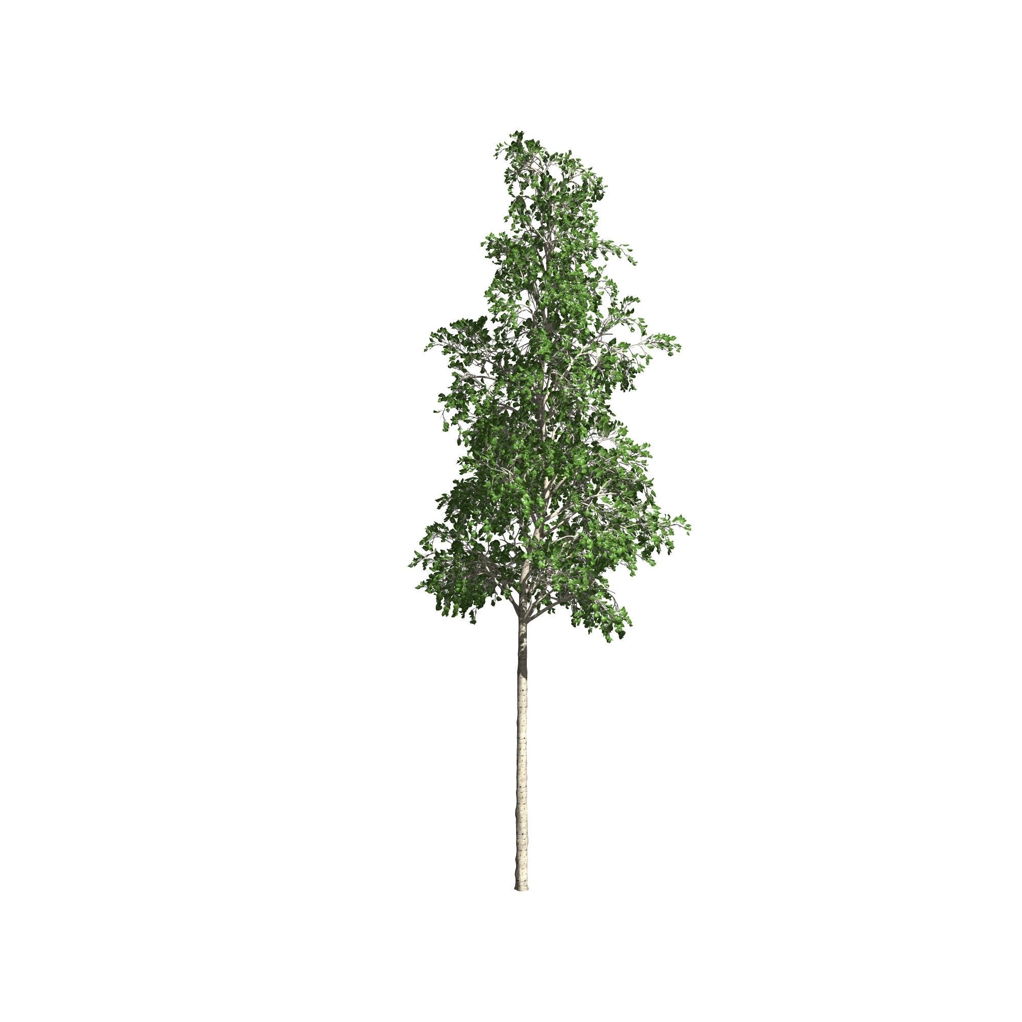 European Aspen tree 3D model | CGTrader