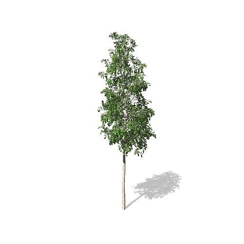 European Aspen tree 3D model | CGTrader