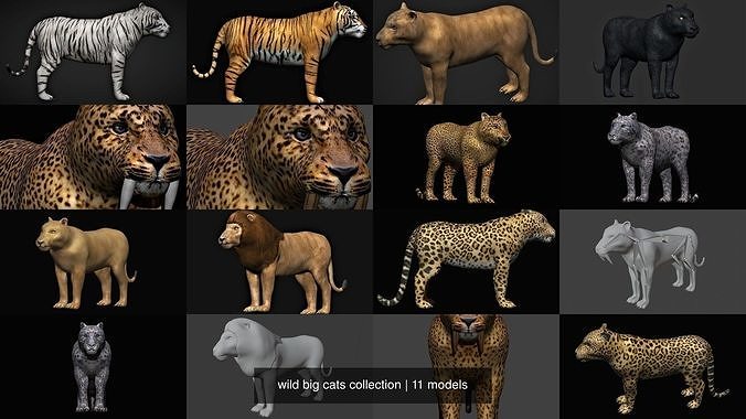 wild big cats collection | CGTrader