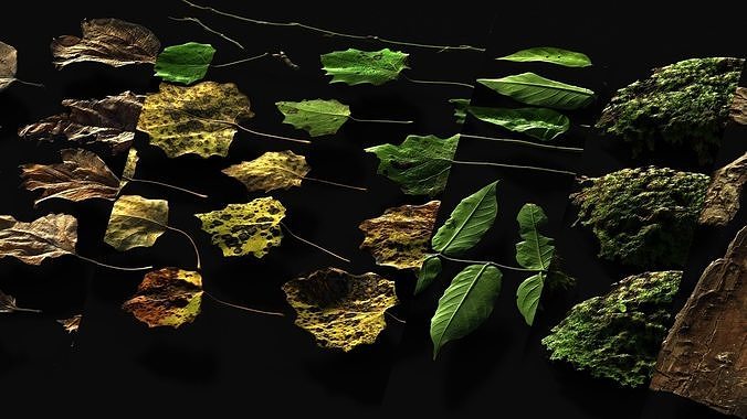 36 Foliage types- 32-16 bit 6K atlases - 325 textures Texture | CGTrader