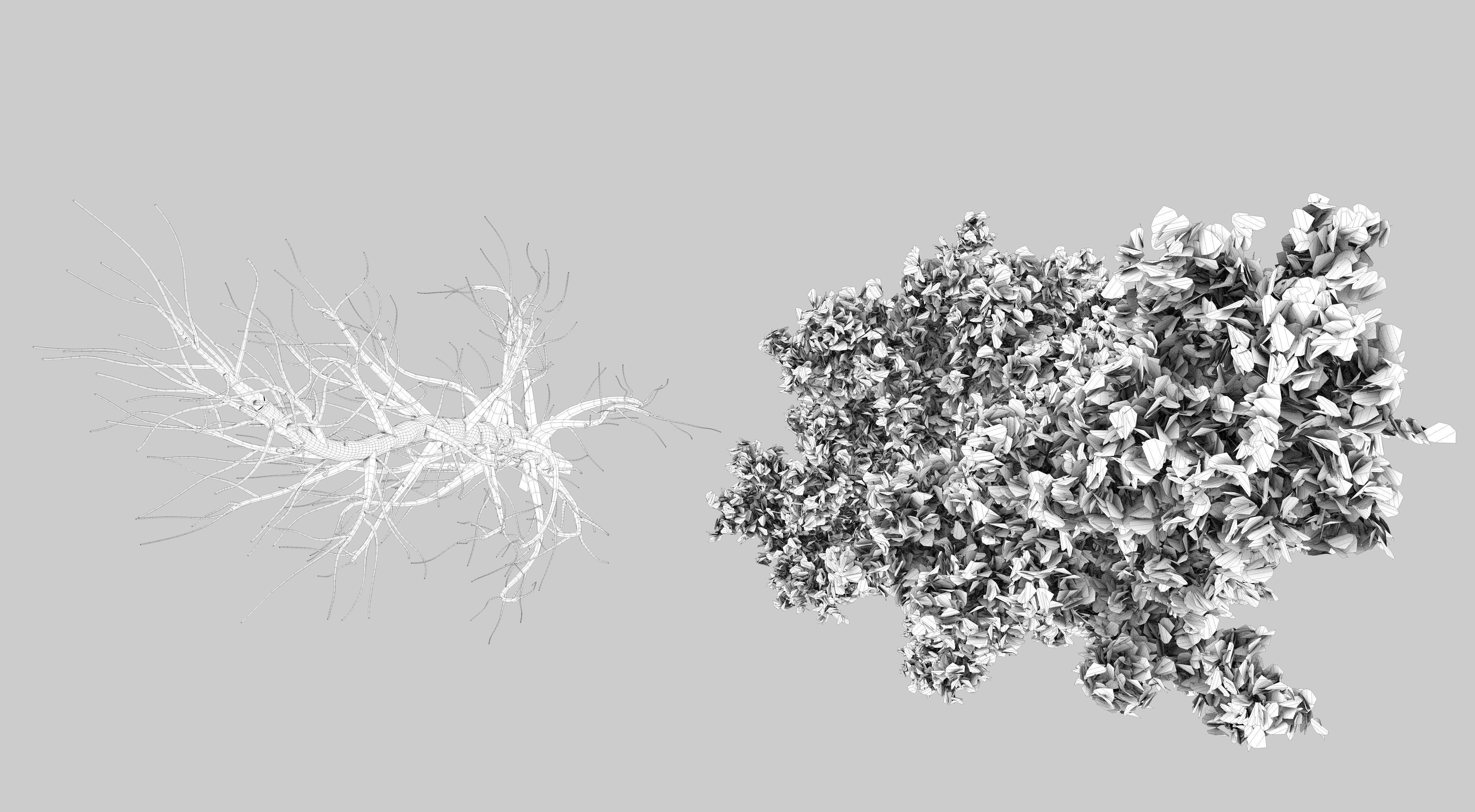 Populus Nigra Tree 3D model | CGTrader