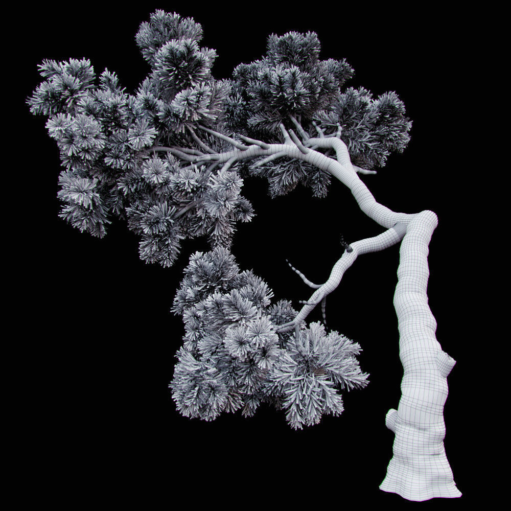 Curved pine tree 3D model | CGTrader