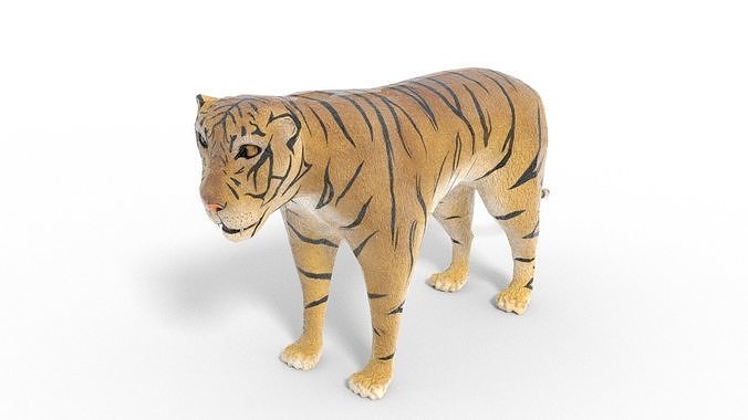 3D model 3D Tiger Model VR / AR / low-poly | CGTrader