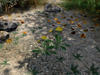 FREE Ground Plants Sample Model free VR / AR / low-poly 3D model | CGTrader